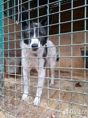 Тимон теряет всю надежду обрести семью