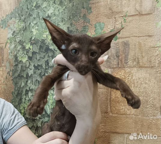 Ориентальные котята