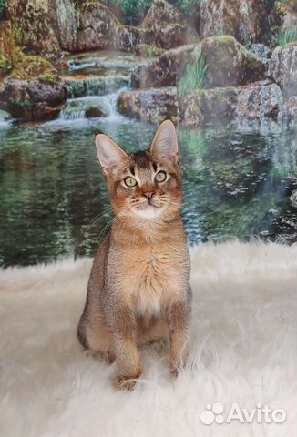 Котята чаузи из питомника