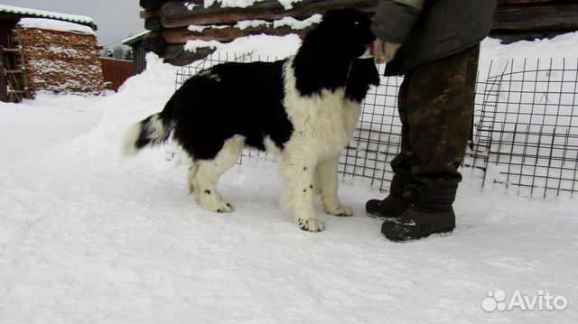 Бело - черная Ньюфо - девочка(8 мес.) :