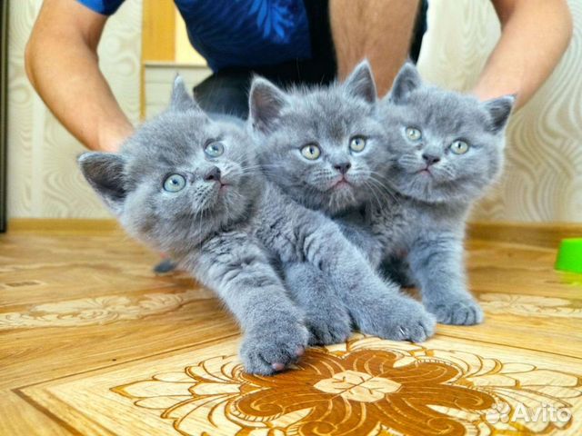 Британские котята