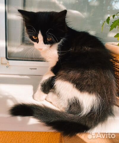 Котята в добрые руки бесплатно в дар