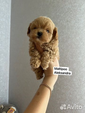 Мальтипу ф1 Микро реальный микро размер Корея