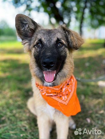 Мэлвин ищет дом