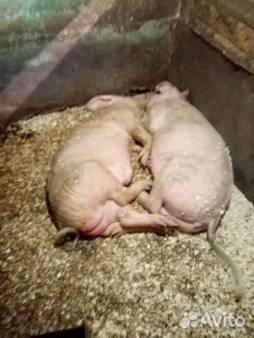 Продам хряка