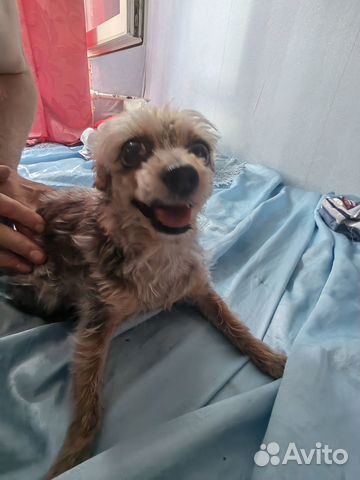 Найдена собака