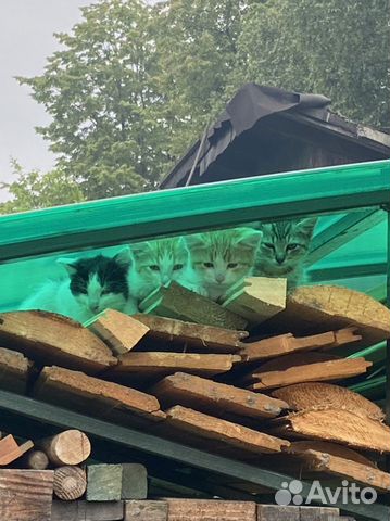 Котята в добрые руки