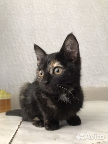 Отдам котенка в добрые руки