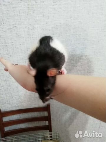 Крыса с клеткой