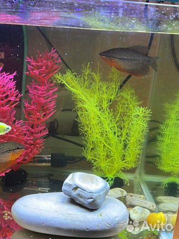 Аквариумные рыбки