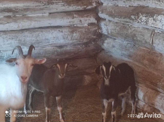 Продам козлят