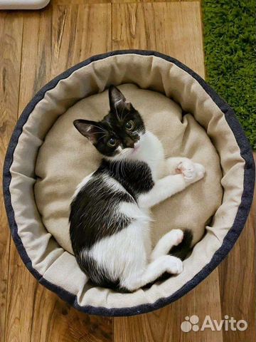 Ласковый чистоплотный малыш - котёнок в дар