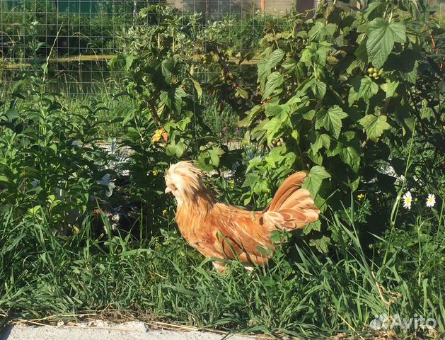 Падуан Шамоа. Обмен