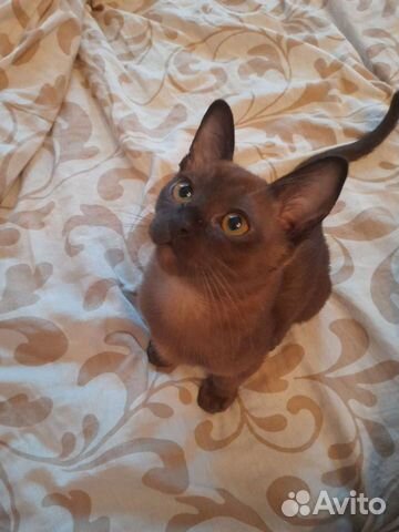 Бурманские котята