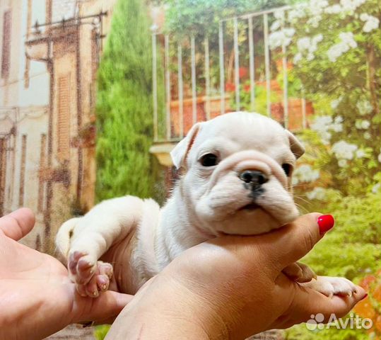 Английский бульдог