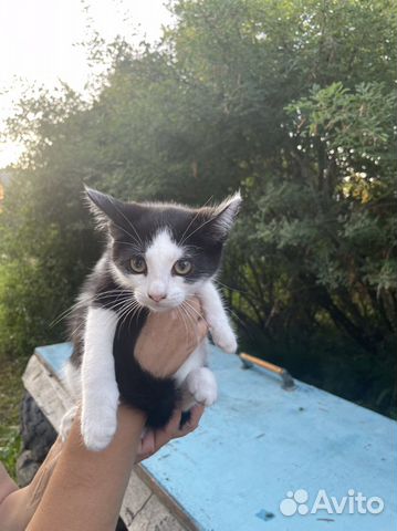 Пристраиваются братишки в добрые руки