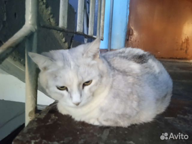 Кошечка серебристое чудо