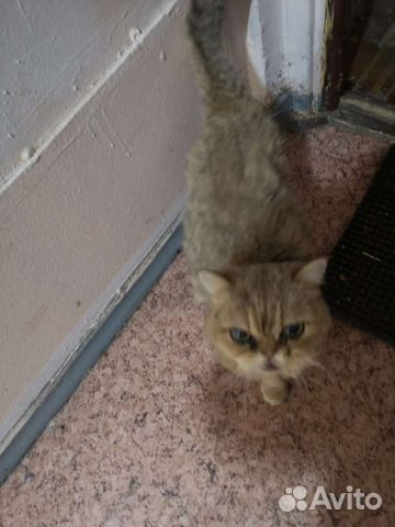 Котики экзоты чистопородные в дар