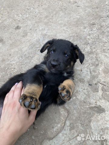 Щенок в добрые руки