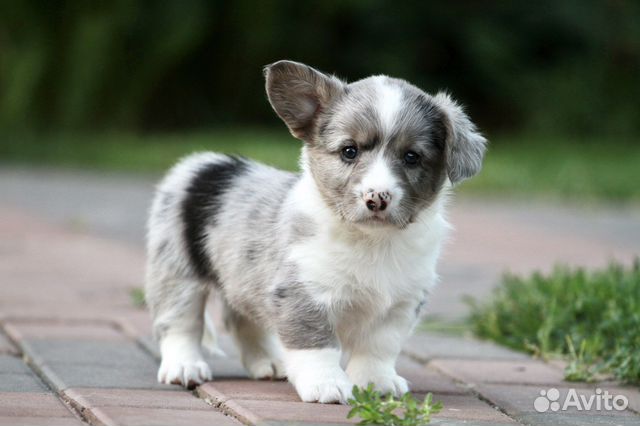 Вельш корги кардиган-девочка