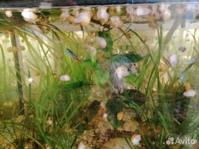 Улитка Ампулярия, золотистые