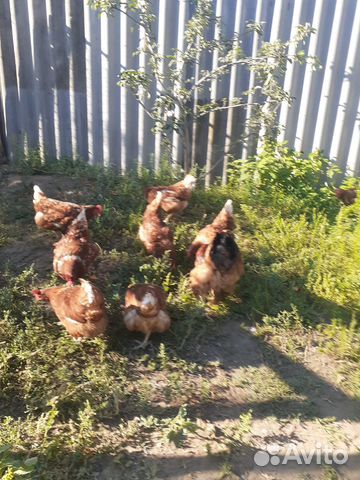 Курицы несушки 1год