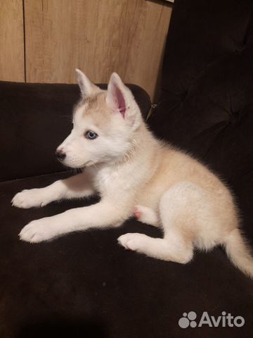 Щенки сибирской хаски