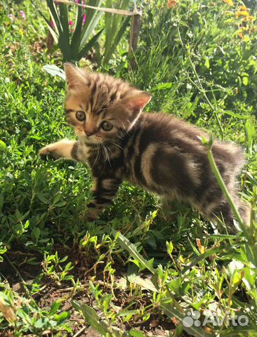 Шотландские котята