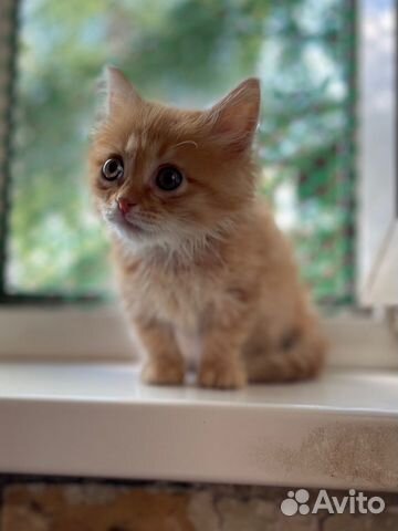 Рыжая Зефирка ищет дом