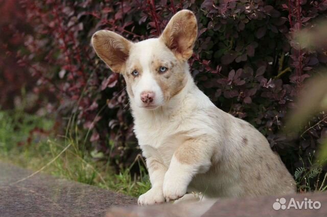 Вельш-корги