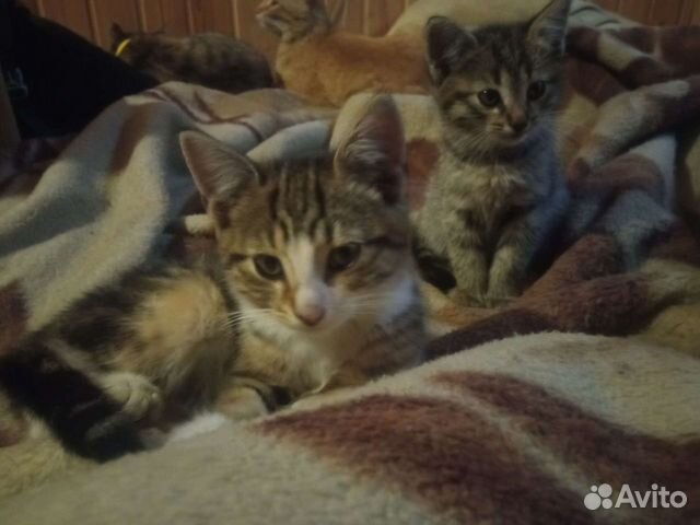 Котятки в добрые руки