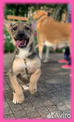 Малышка ищет дом