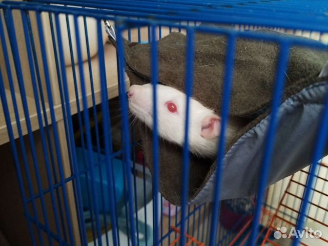 Крыса дамбо отдам в хорошие руки