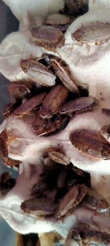 Мраморные тараканы