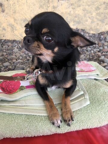 Чихуахуа кобель вязка