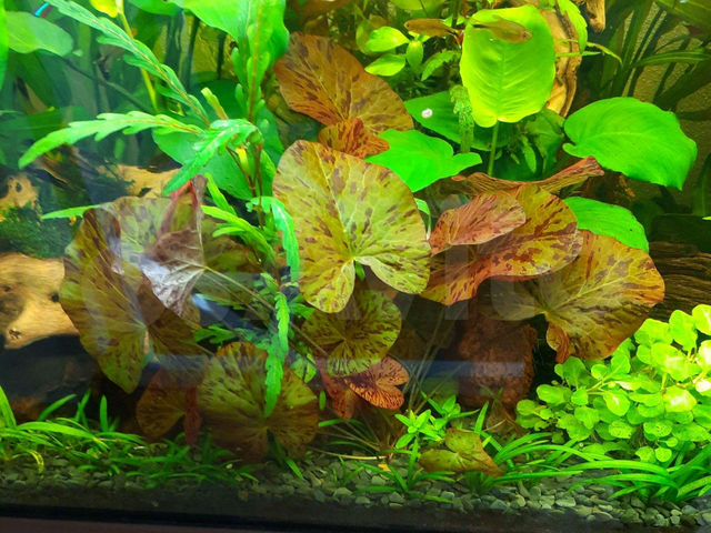 Аквариумные растения