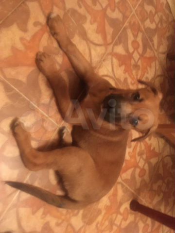 Милый мальчик ищет дом