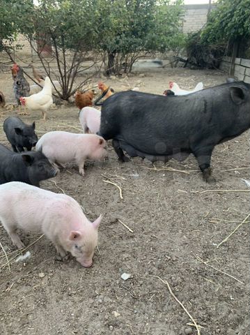 Свиньи вьетнамские вислобрюхие