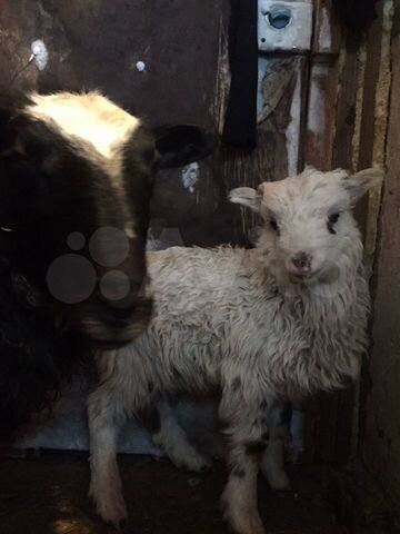 Базл, баран-козел