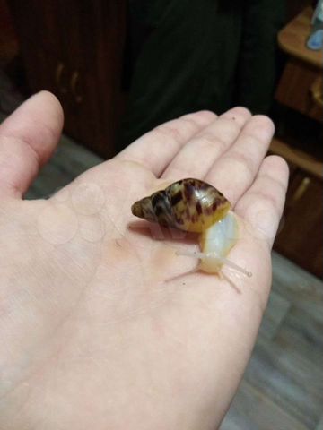 Улитки ахатины бесплатно