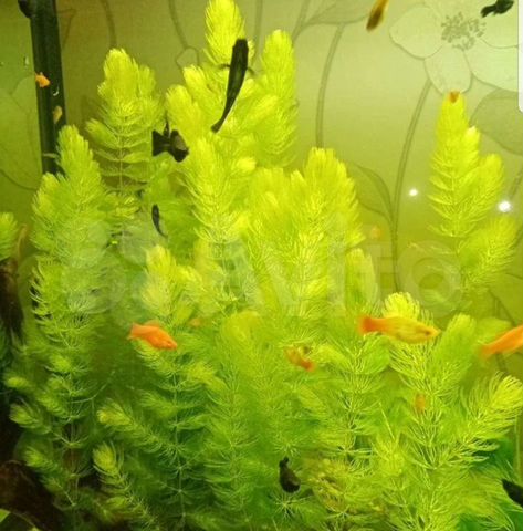 Роголистник водоросли в аквариум
