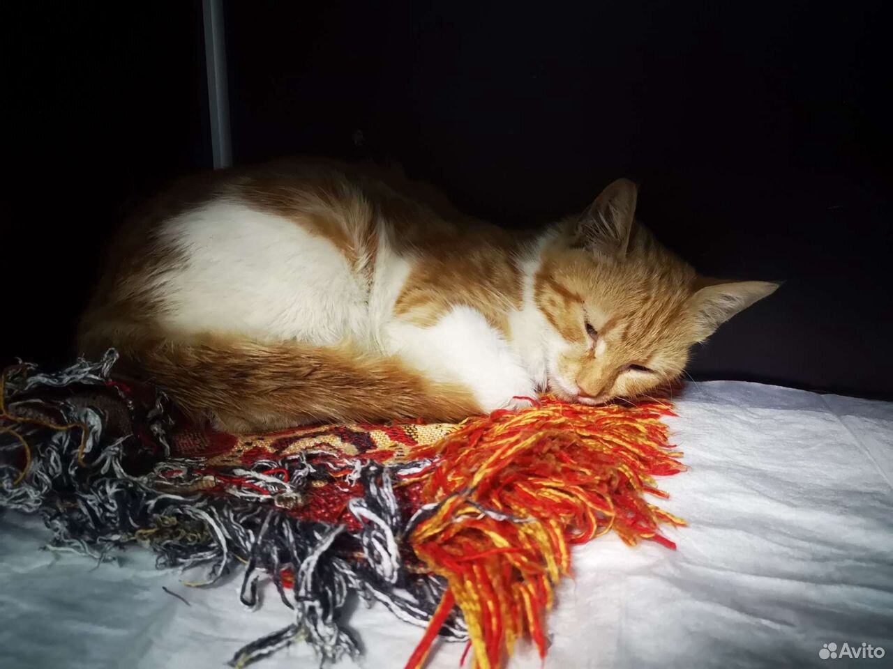 Рыжая кошка тыковка ищет дом