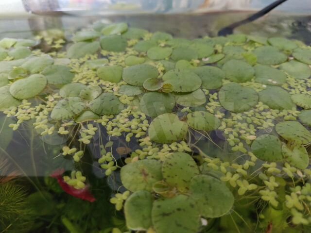 Продам аквариумное растение лимнобиум