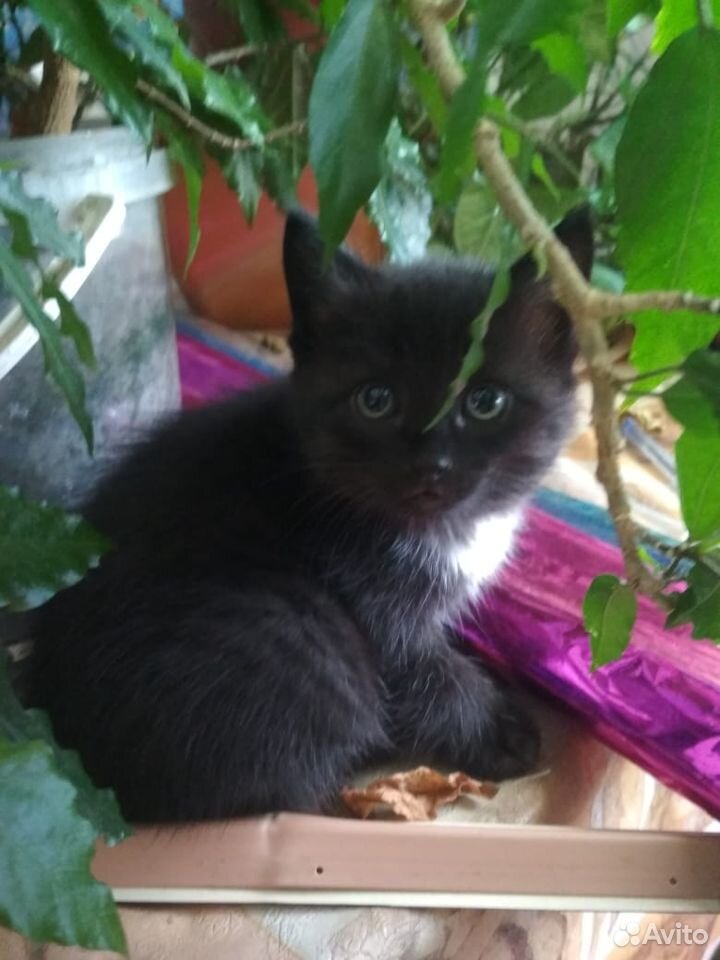 Отдам симпатичных котят