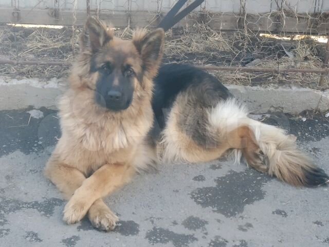 Щенки немецкой длинношерстной овчарки