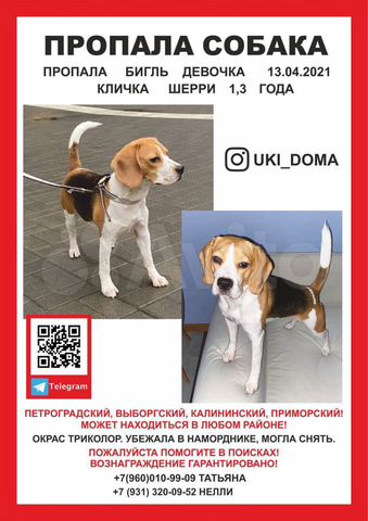 Потерялась собака