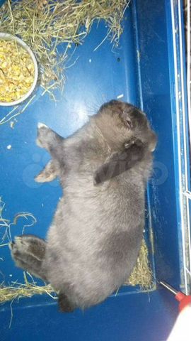 Декоративные кролики вислоухие