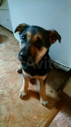 Чудесный щеночек в добрые руки