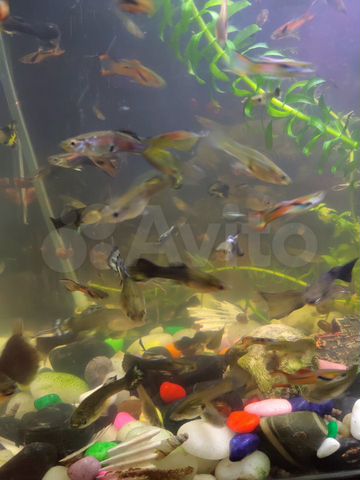 Аквариумные рыбки гуппи