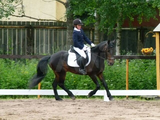 Пони в спорт и для души